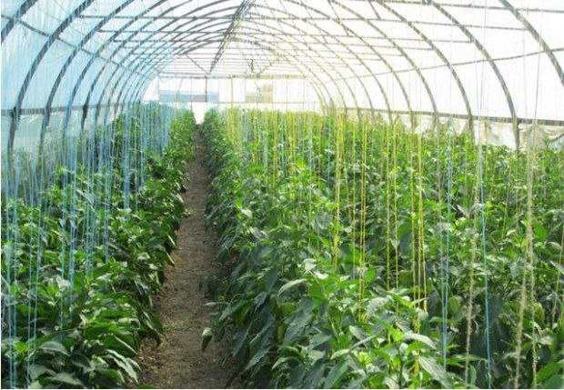 Issiqxona | Smart-market.uz