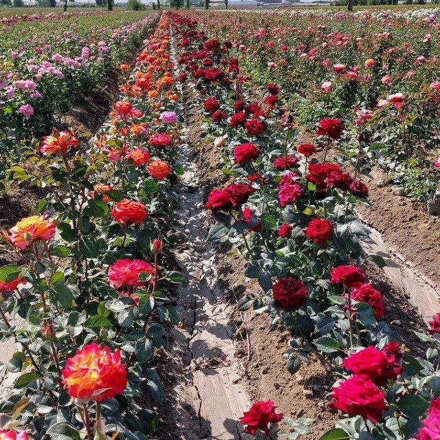 Атиргул - оддий атиргул | Smart-market.uz